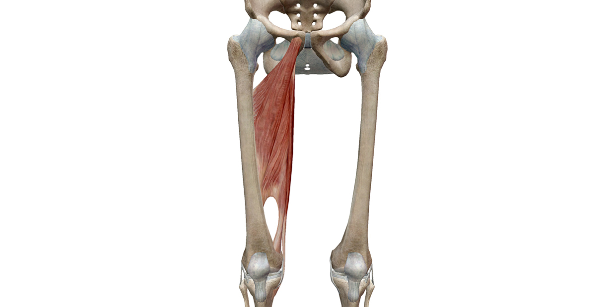 Adduttori: anatomia, funzione ed esercizi | Project inVictus