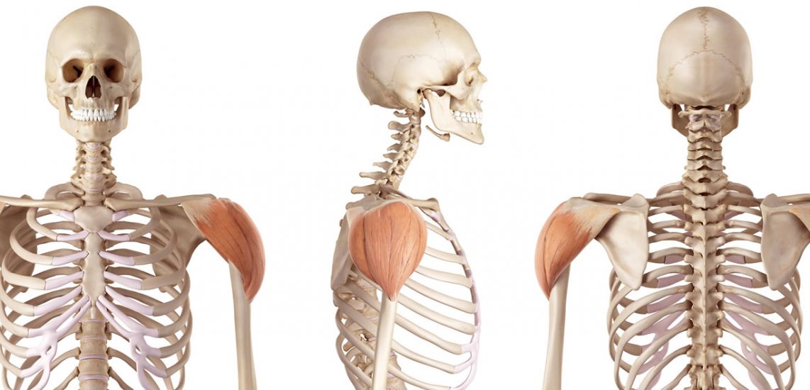 Muscolo deltoide: anatomia, funzioni ed esercizi - Project inVictus