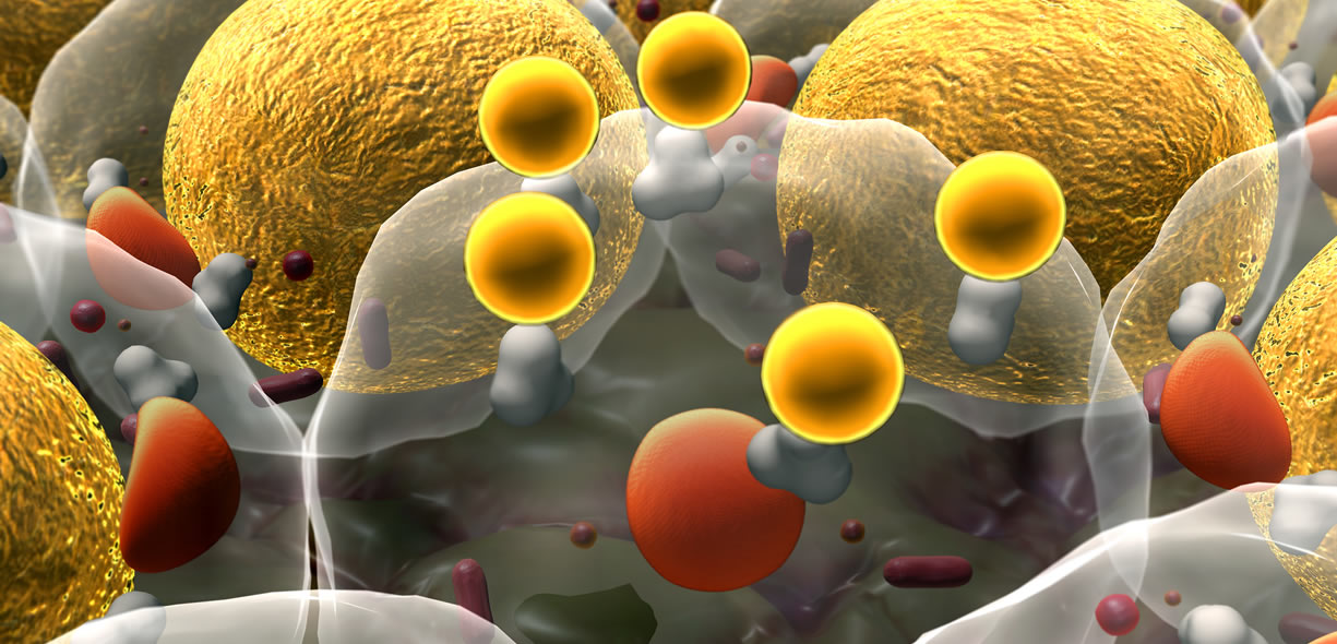 Lipogenesi :sintesi degli acidi grassi | Project inVictus