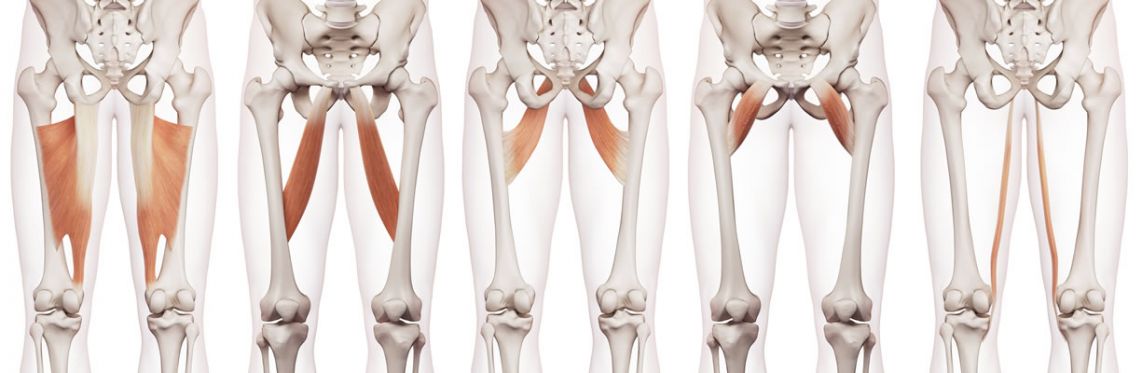 Adduttori: anatomia, funzione ed esercizi - Project inVictus