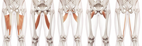 Adduttori: anatomia, funzione ed esercizi - Project inVictus