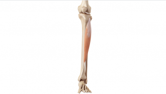 Muscoli della gamba: anatomia completa - Project inVictus
