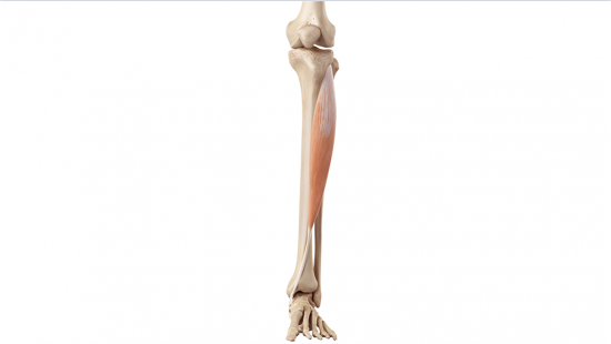 Muscoli della gamba: anatomia completa - Project inVictus