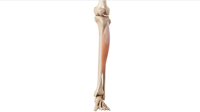 Muscoli della gamba: anatomia completa - Project inVictus