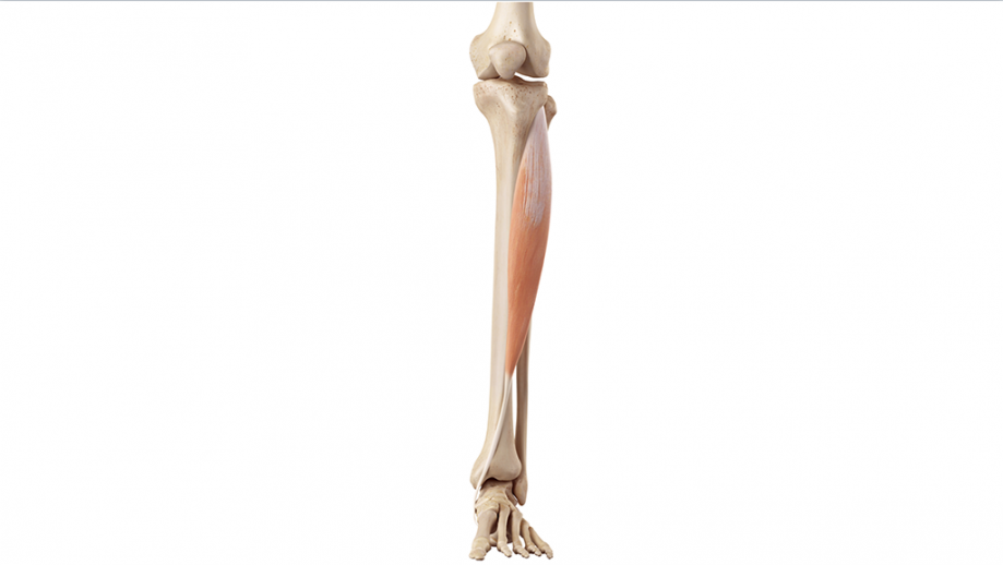 Muscoli della gamba: anatomia completa - Project inVictus