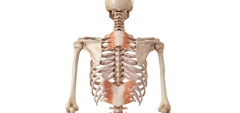 Muscoli della schiena: anatomia, nomi e funzioni - Project inVictus