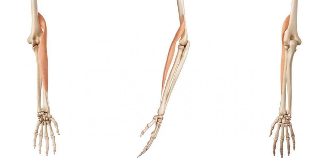 Muscoli del braccio - Project inVictus