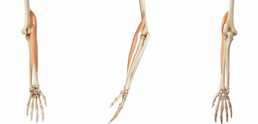 Muscoli del braccio - Project inVictus