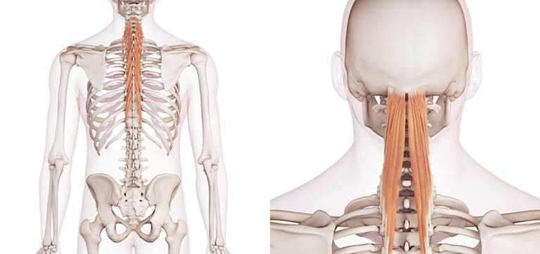 Muscoli della schiena: anatomia, nomi e funzioni | Project inVictus