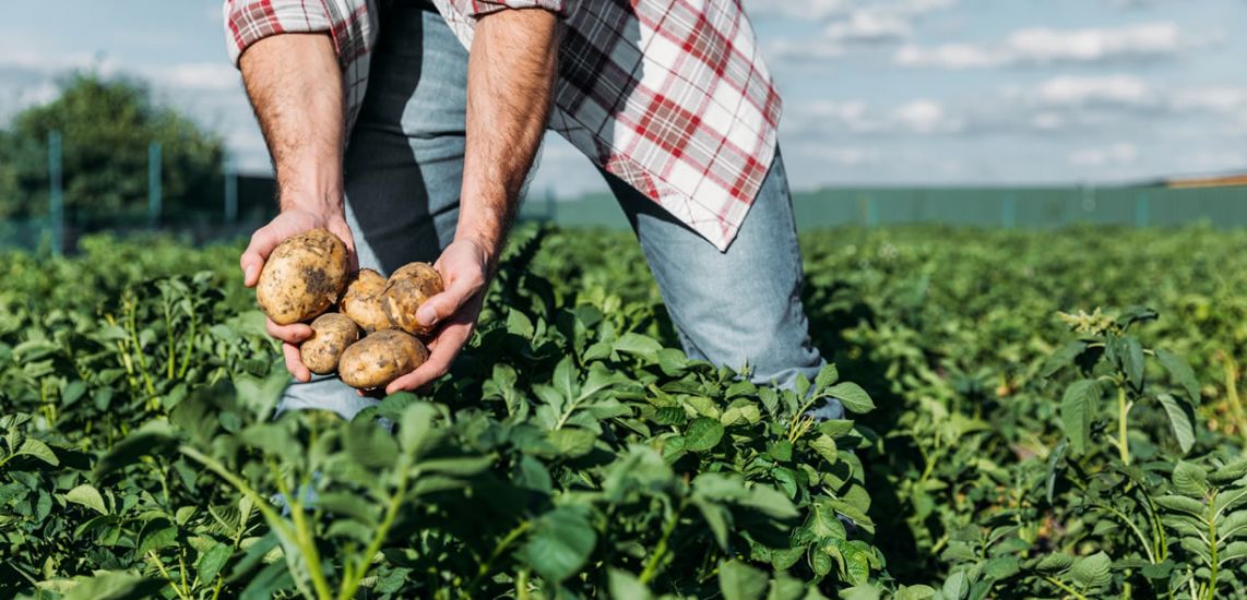 Solanina: cos'è e dove si trova | Project inVictus