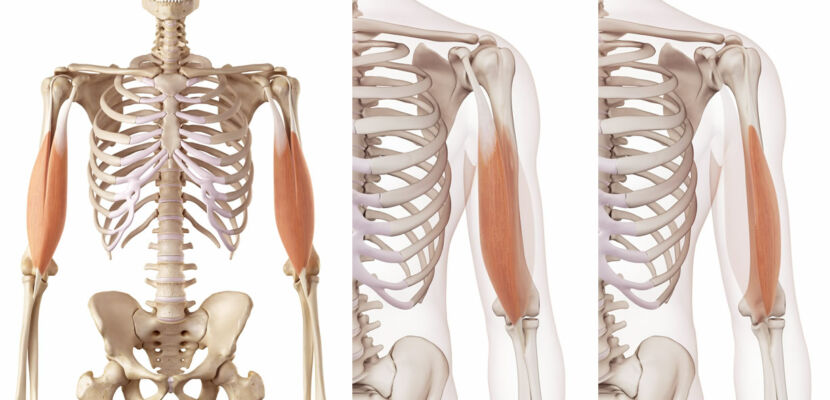 Come ingrossare le braccia - Project inVictus