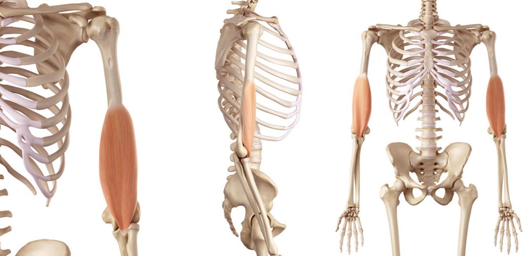 Muscoli del braccio - Project inVictus