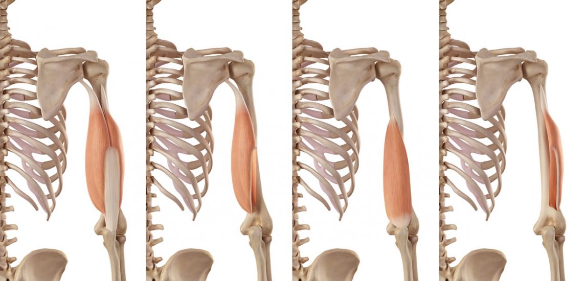 Come ingrossare le braccia - Project inVictus