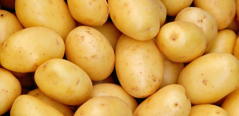 Solanina: cos’è, dove si trova, effetti - Project inVictus