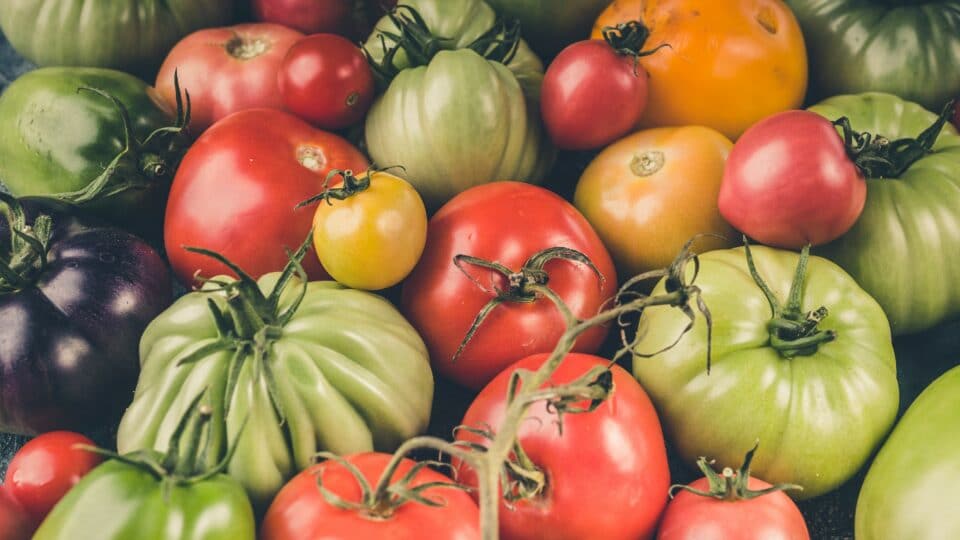 Solanina: cos’è, dove si trova, effetti - Project inVictus