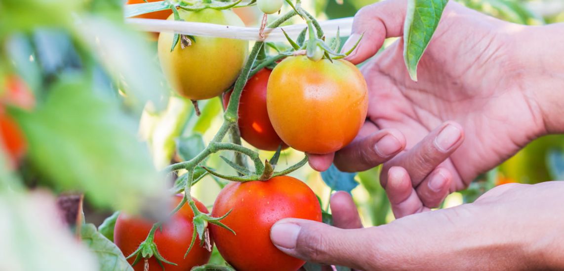 Solanina: cos’è, dove si trova, effetti - Project inVictus