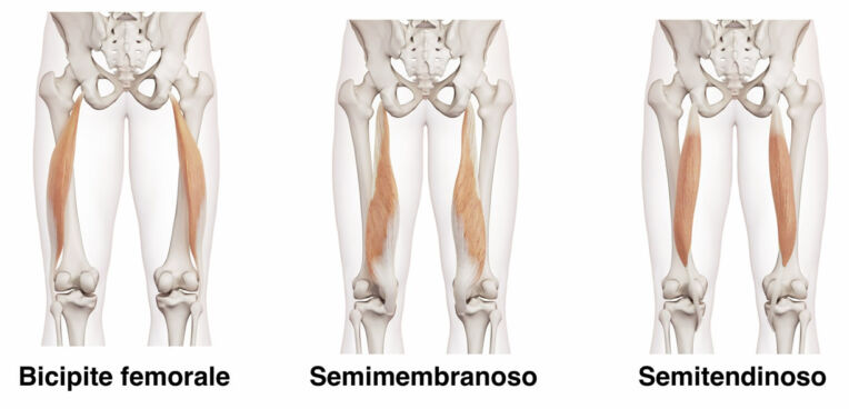 Muscoli ischiocrurali: anatomia, esercizi e stretching - Project inVictus
