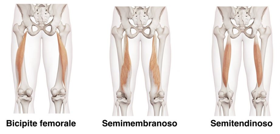 Muscoli ischiocrurali: anatomia, esercizi e stretching - Project inVictus