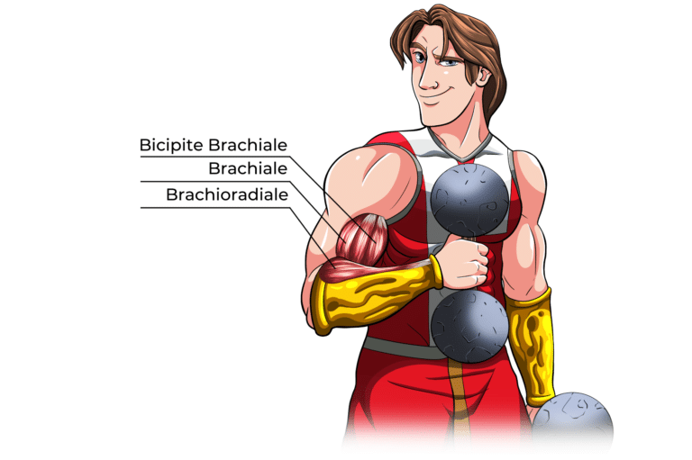 Curl a martello: come farlo e che muscoli allena - Project inVictus