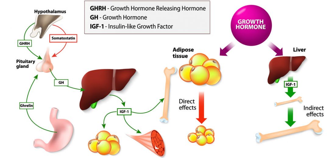 GH: l'ormone della crescita - Project inVictus