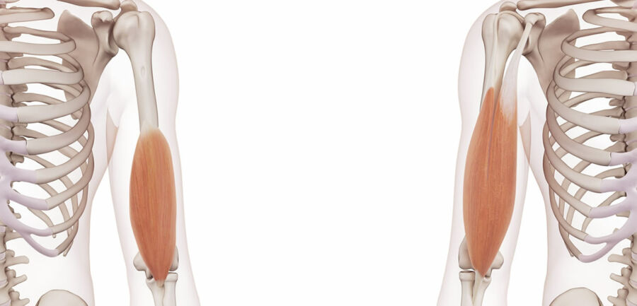 Curl concentrato: esecuzione e allenamento bicipiti - Project inVictus