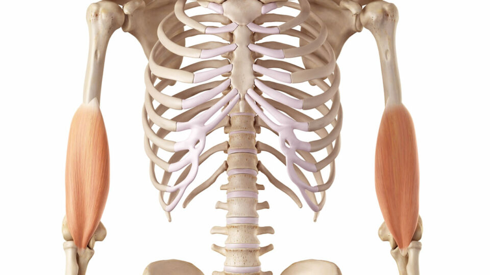 Muscoli corpo umano - Project inVictus