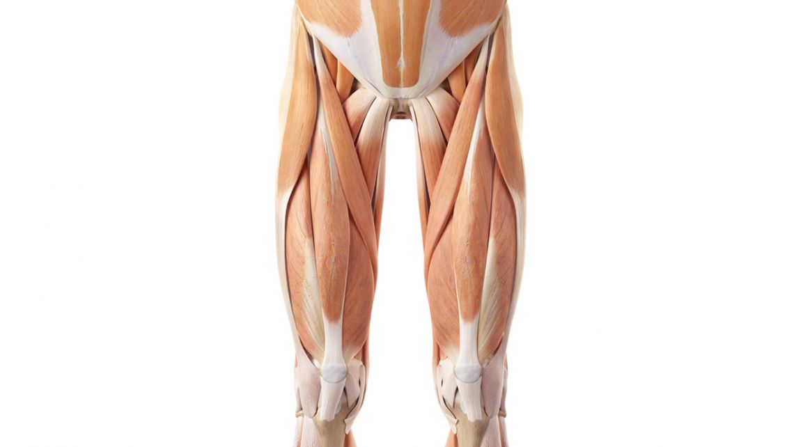 Muscolo deltoide: anatomia e funzioni - Project inVictus