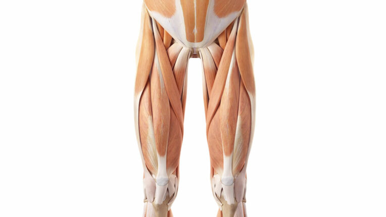 Piriforme: anatomia, funzione ed esercizi - Project inVictus