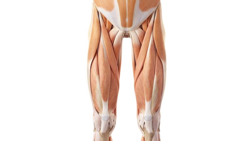 Muscoli ischiocrurali: anatomia, esercizi e stretching - Project inVictus