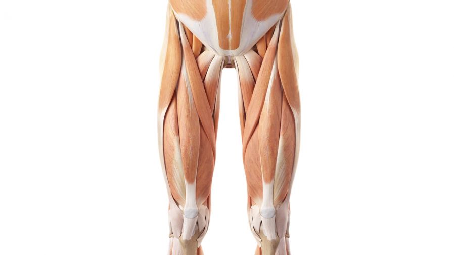 Muscoli arti inferiori: elenco completo - Project inVictus