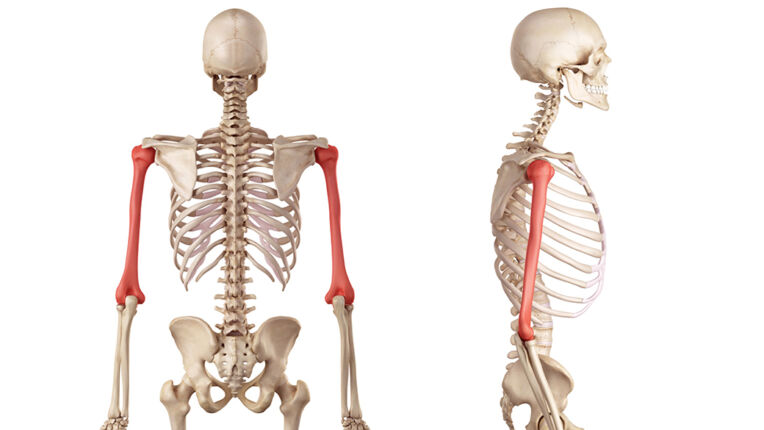 Omero: anatomia, funzioni, fratture - Project inVictus