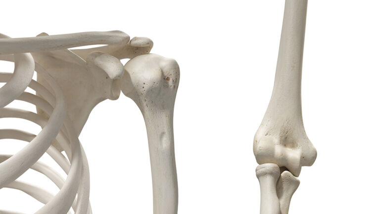 Omero: anatomia, funzioni, fratture - Project inVictus