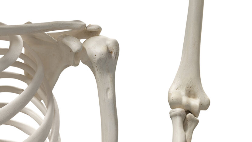 Omero: anatomia, funzioni, fratture - Project inVictus