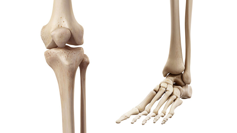 Tibia: anatomia e dolore - Project inVictus