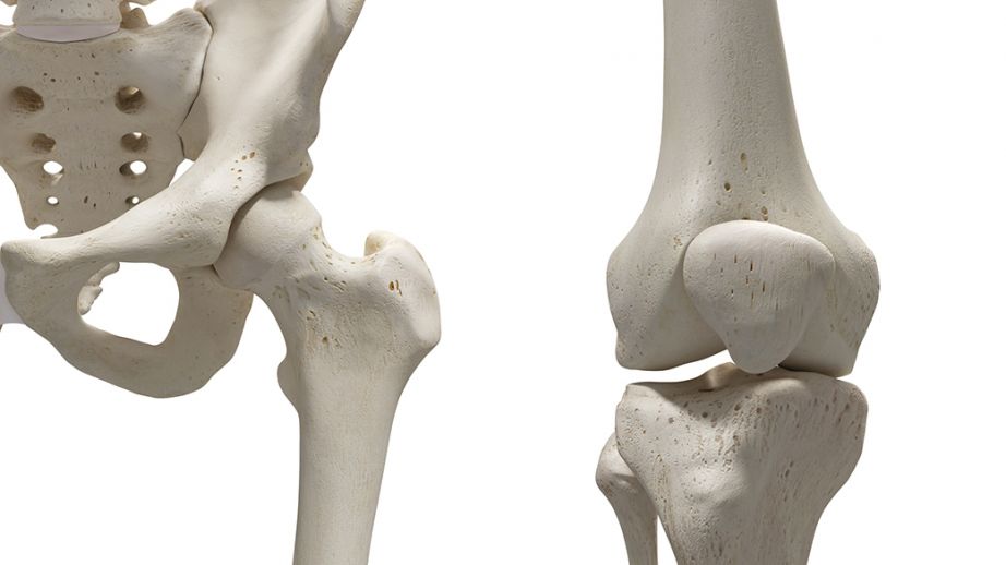 Femore: ossa e particolari anatomici - Project inVictus