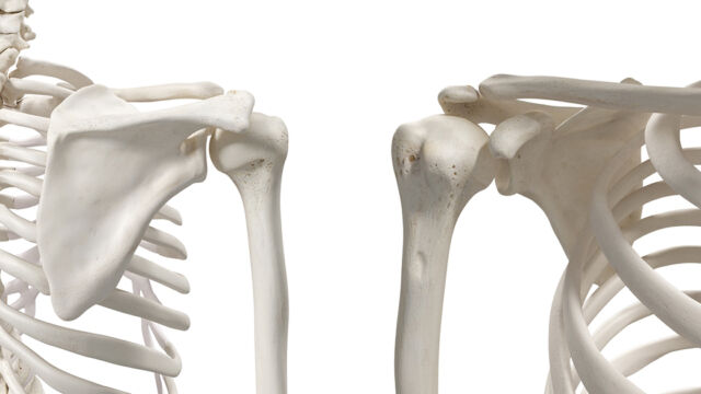 Anatomia spalla: com’è fatta e come funziona? - Project inVictus