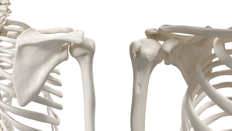 Anatomia spalla: com’è fatta e come funziona? - Project inVictus