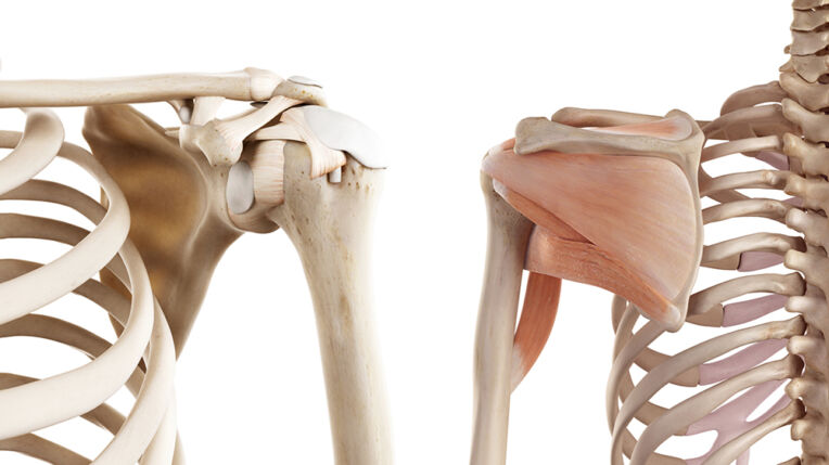 Anatomia spalla: com’è fatta e come funziona? - Project inVictus