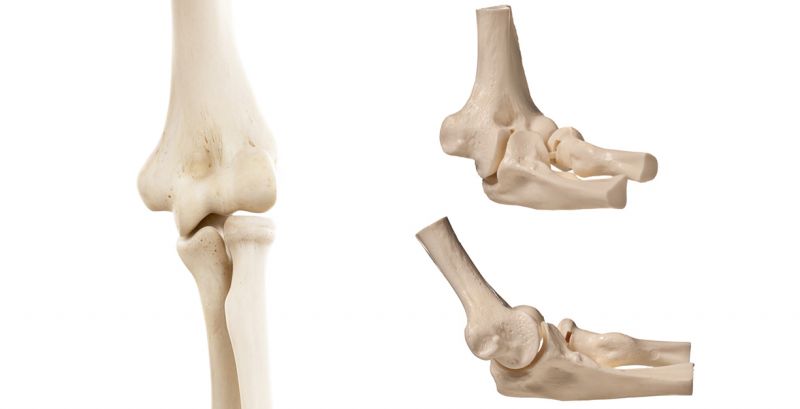 Gomito: anatomia e dolore - Project inVictus