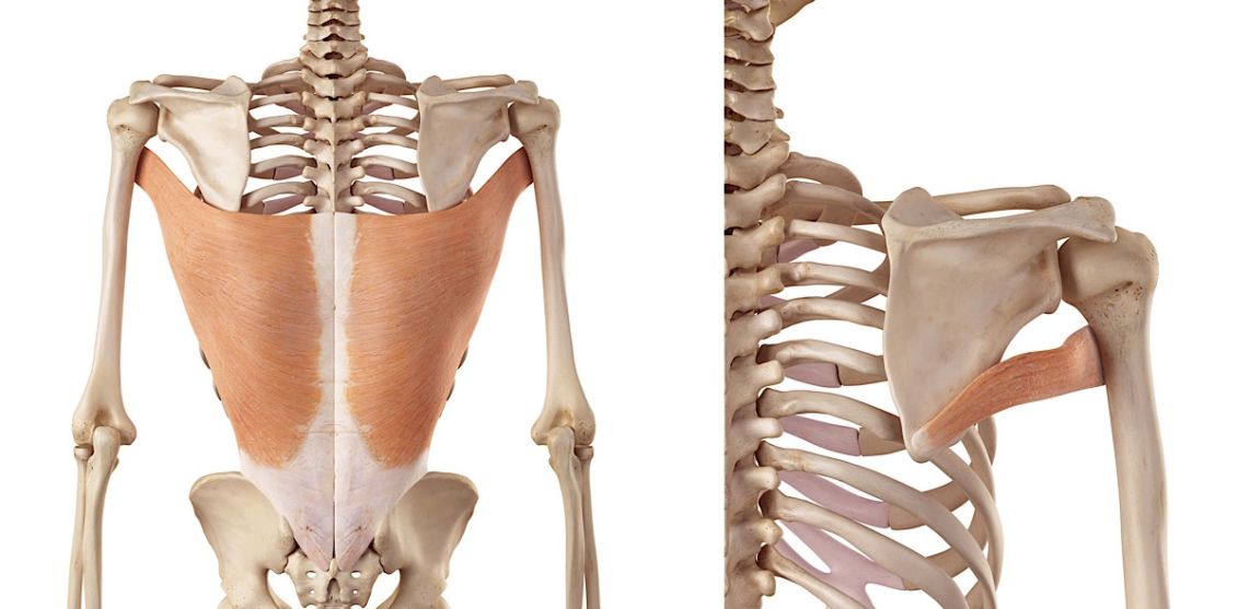 Anatomia spalla: com’è fatta e come funziona? | Project inVictus