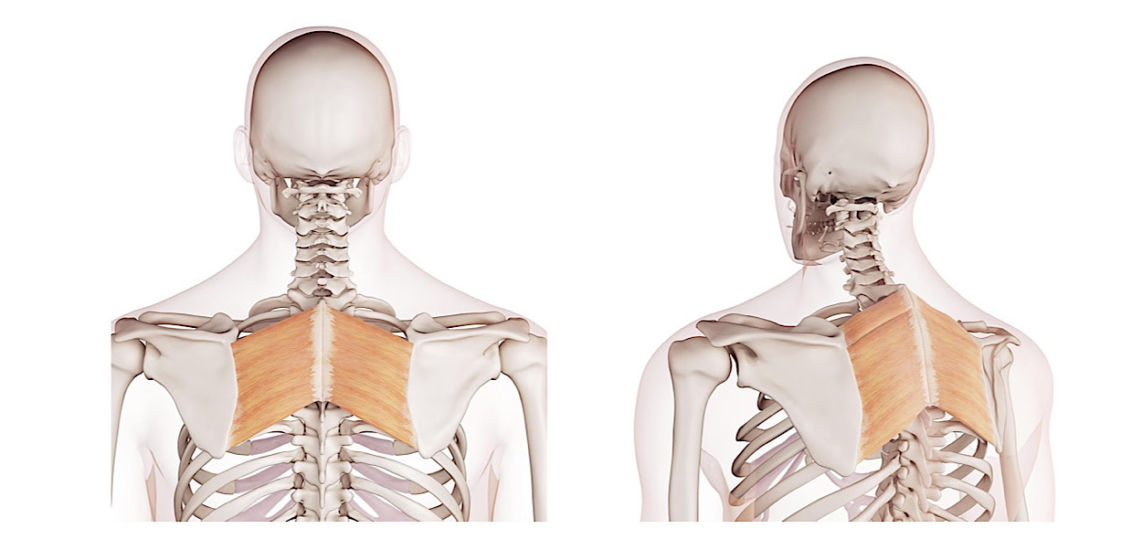 Anatomia spalla: com’è fatta e come funziona? | Project inVictus