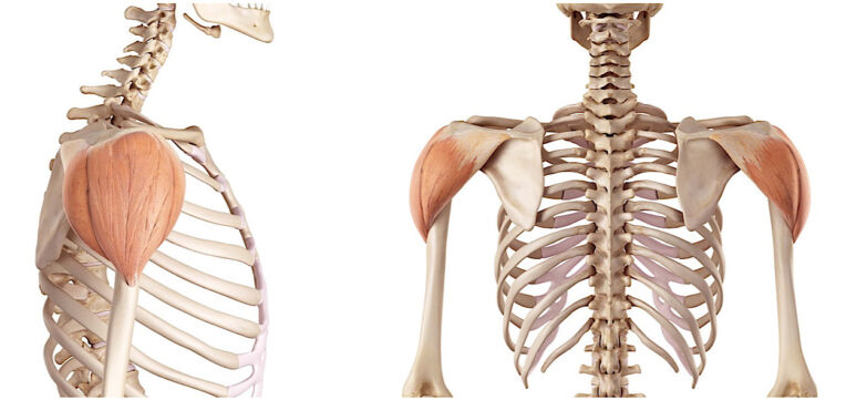Anatomia spalla: com’è fatta e come funziona? | Project inVictus