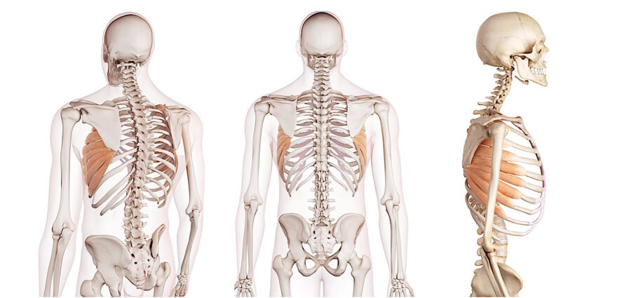 Anatomia spalla: com’è fatta e come funziona? | Project inVictus
