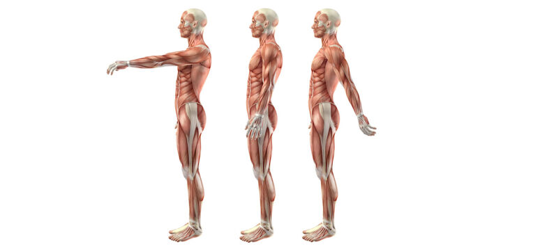 Anatomia spalla: com’è fatta e come funziona? | Project inVictus