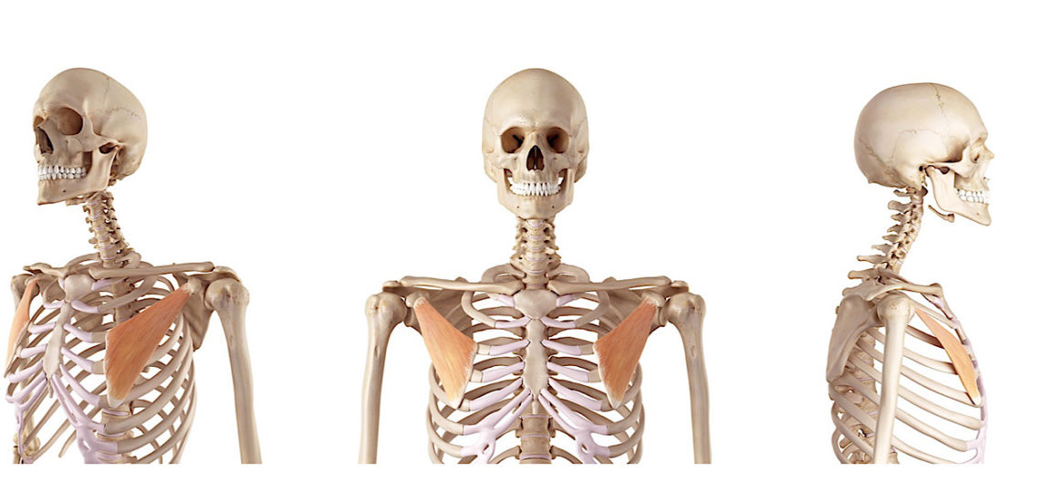 Anatomia spalla: com’è fatta e come funziona? | Project inVictus