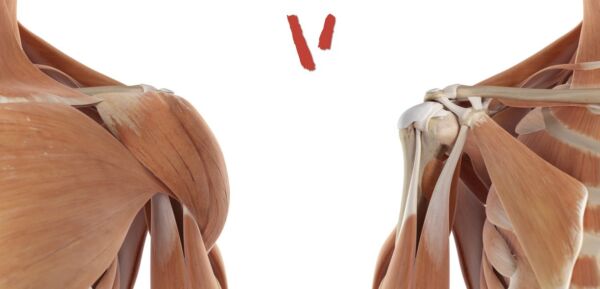 Anatomia spalla: com’è fatta e come funziona? - Project inVictus