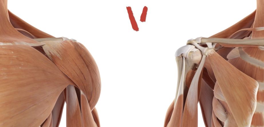 Anatomia spalla: com’è fatta e come funziona? - Project inVictus