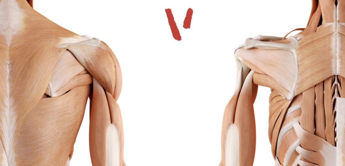 Anatomia spalla: com’è fatta e come funziona? - Project inVictus