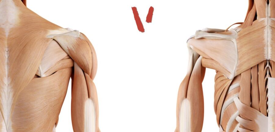 Anatomia spalla: com’è fatta e come funziona? - Project inVictus