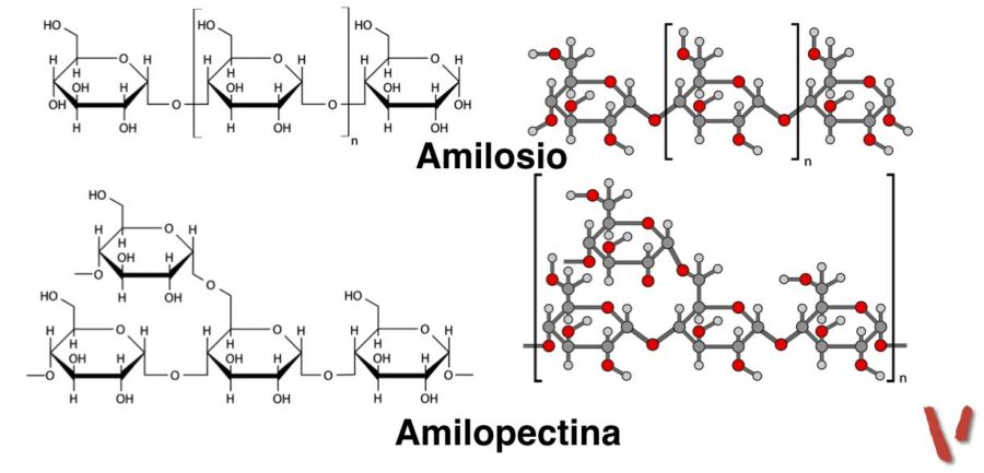 Amido: cos’è? Caratteristiche e proprietà - Project inVictus